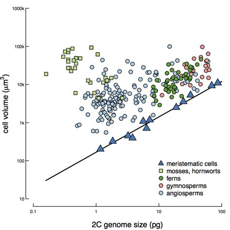 Genome Size Cell Size Allometry Abroddy