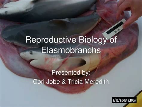 Ppt Reproductive Biology Of Elasmobranchs Powerpoint Presentation Free Download Id 1449566