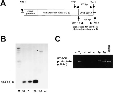 A Generation And Characterization Of Transgenic Pkc Ii Mice Download Scientific Diagram