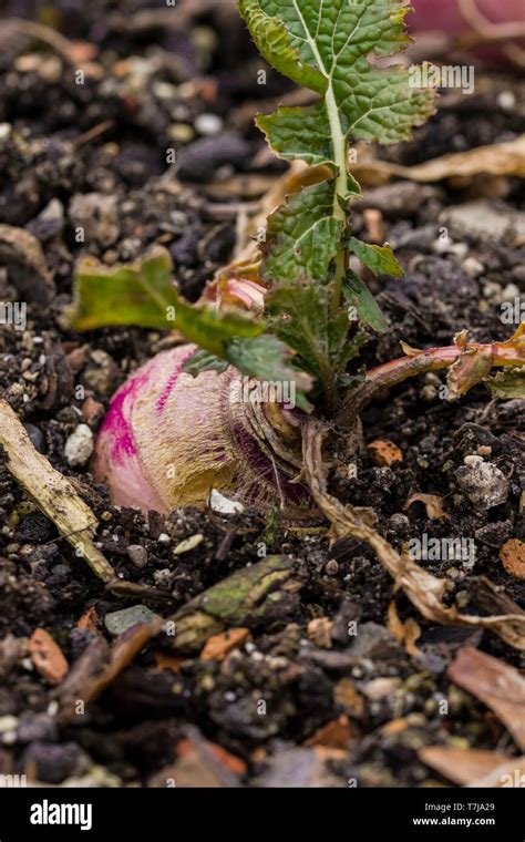 Brassica Rapa Subsp Rapa Subvar Esculenta Growing In Nutritious Earth