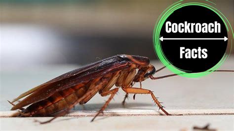 What Are Sewer Roaches How To Get Rid Of Them The Cockroach Facts
