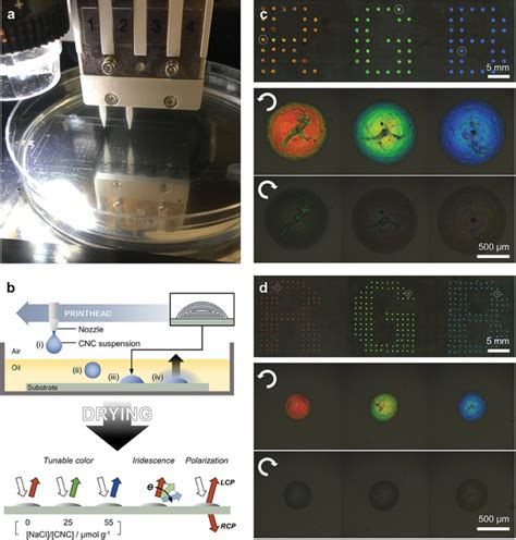 A Photograph And B Schematic Of The Printing Process Whereby I Download Scientific Diagram