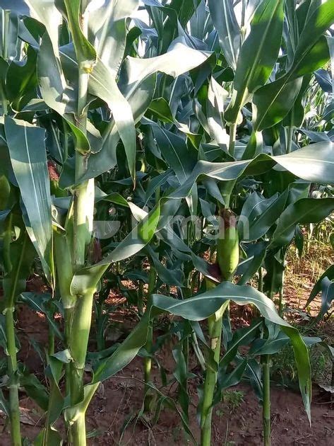 බඩ ඉරිගු කිරි කරල් For Sale In Galnewa Ikman