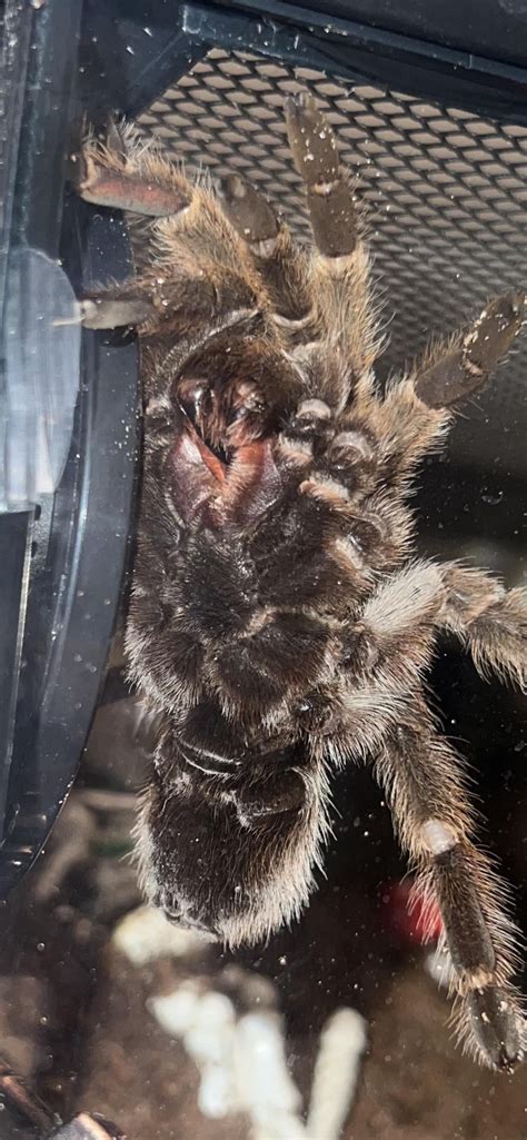 Sex And Species Rtarantulas