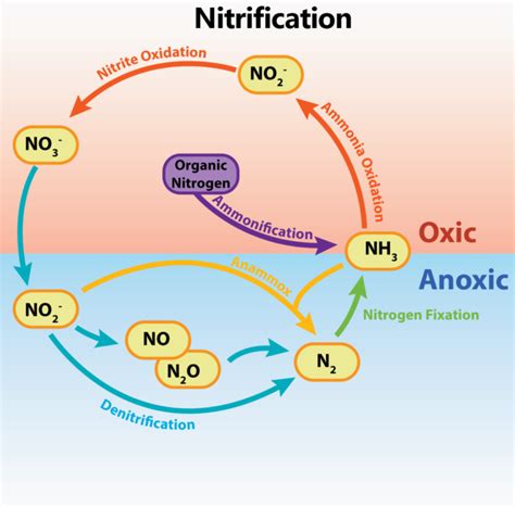 Sex Chromosomes Biology Simple