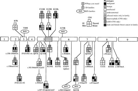 Pten Mutations In Cd And Bzs And Their Corresponding Phenotypes The Download Scientific