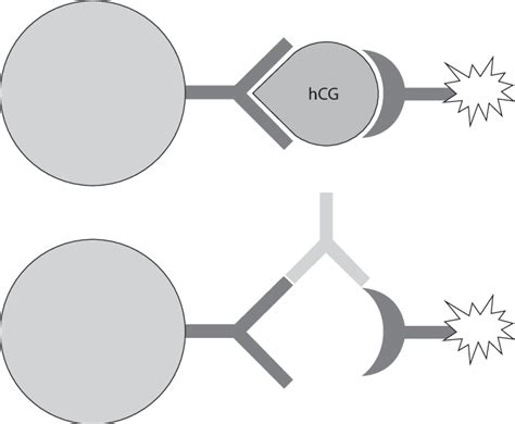Principle Of A Determination Of Human Chorionic Gonadotropin Download Scientific Diagram