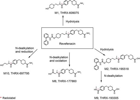 Metabolic Pathways For Revefenacin In Humans Download Scientific Diagram