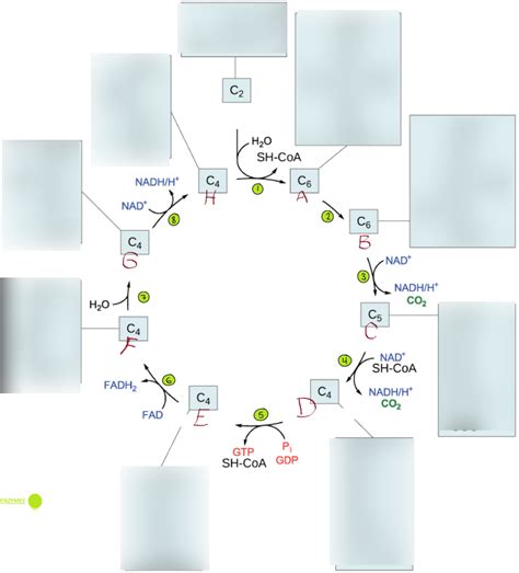 Krebs Cycle Diagram Quizlet