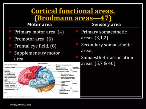CEREBRAL CORTEX PPT