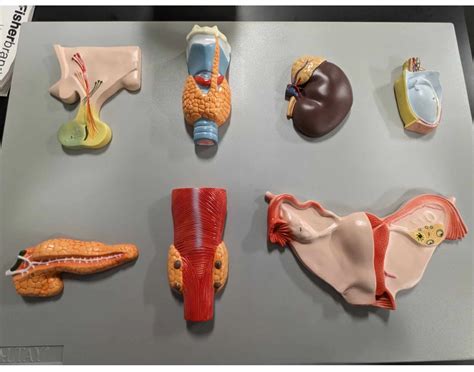 Endocrine Practical Quiz