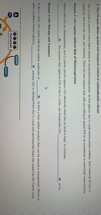 solved 4 the ca cycle allows spatial and temporal control