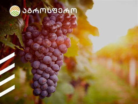 🍇 საქართველოს ვაზის მოყვანისა და აგროსფერო • Agrosphere