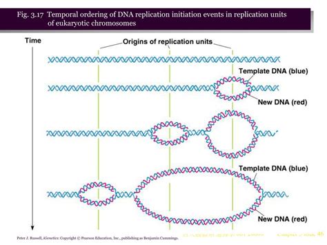 Ppt Chapter 3 Dna Replication Powerpoint Presentation Free Download