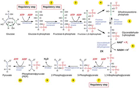 The 10 Steps Of Glycolysis Diagram Quizlet