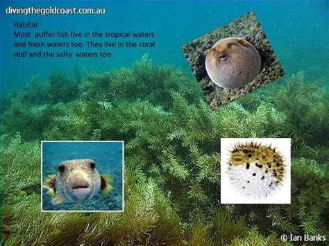 PPT Habitat PowerPoint Presentation Free Download ID