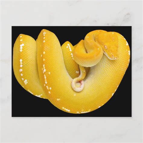 tree python postcard zazzle