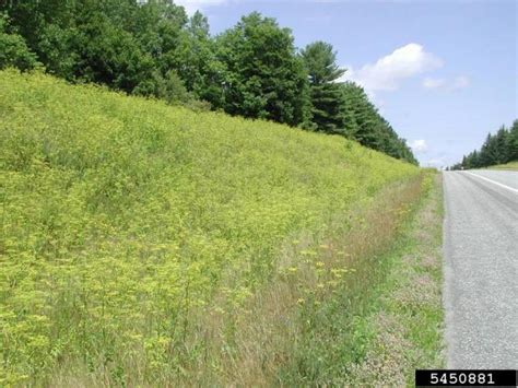 Wild Parsnip Vermont Invasives