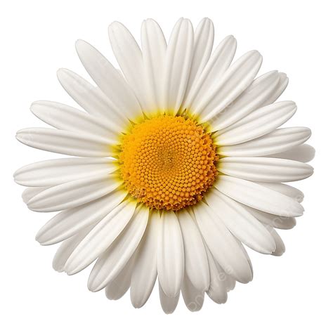 꽃 꽃 데이지 꽃무늬 꽃 데이지 Png 일러스트 및 이미지 에 대한 무료 다운로드 Pngtree