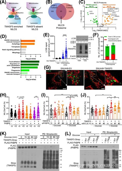 文献分享 If 16 的设计思路原来是这样的，线粒体 代谢重编程 糖酵解 自噬四大国自然热点齐聚一堂 知乎
