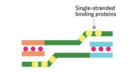 Infographic Recombinase Polymerase Amplification In Action The Scientist