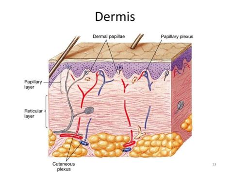 03. Integumentary system_part-1.pptx
