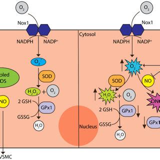 Redox Processes In Endothelial Cells Ecs Under Physiological