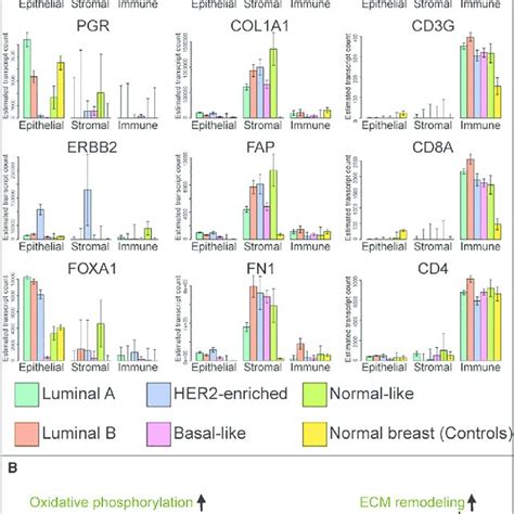 Cell Type Specific Gene Expres Sion A Bar Plots Represent The Download Scientific Diagram