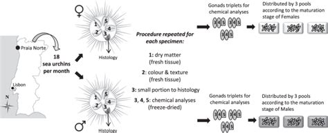 The Effect Of Sex Season And Gametogenic Cycle On Gonad Yield Biochemical Composition And