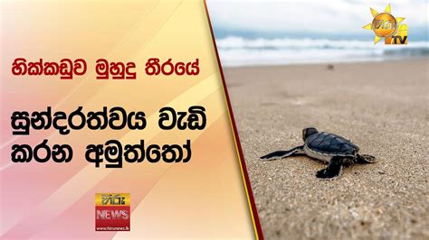 හික්කඩුව මුහුදු තීරයේ සුන්දරත්වය වැඩි කරන අමුත්තෝ Hiru News Youtube