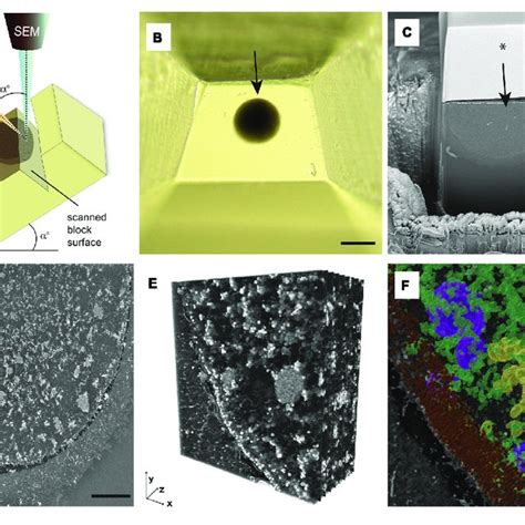Overview Of FIB SEM Imaging Procedure And Data Processing A The Download Scientific