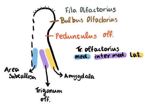 D7 Rhinencephalon Limbic System Flashcards Quizlet
