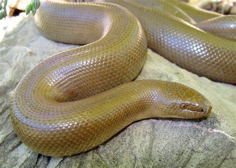 Northern Rubber Boa Nevada Department Of Wildlife