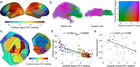 Cortical Patterning Of Thalamic Connections Corresponds To Key Cortical Download Scientific