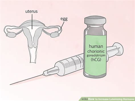 How To Increase Luteinizing Hormone 12 Steps With Pictures