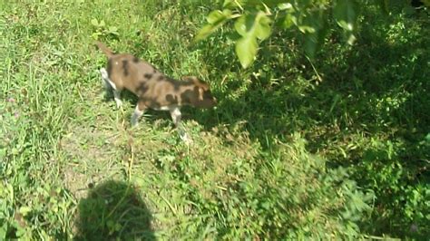 იყიდება ლეკვები Youtube