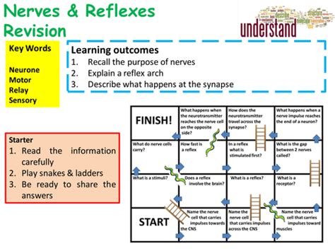 Gcse Biology Nerves And Reflexes Revision Lesson Teaching Resources
