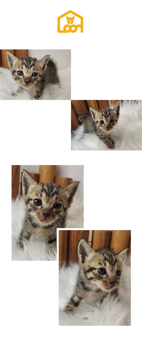 코리안숏헤어 쿠키 책임분양 말티푸성격 단모치와와분양 아기강아지 수원고양이무료분양 시바견분양가 아비시니안고양이 말티즈수명 부천강아지분양 강아지무료분양 유기견무료분양