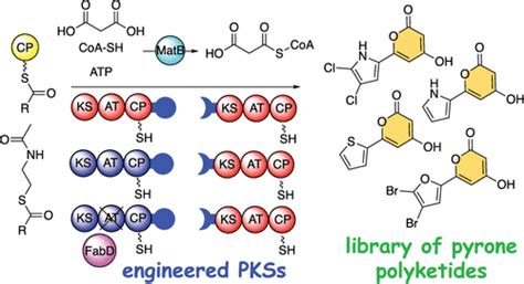 Acs Chemical Biology Vol 18 No 5