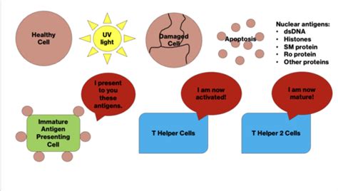 Sle Pathophysiology Flashcards Quizlet