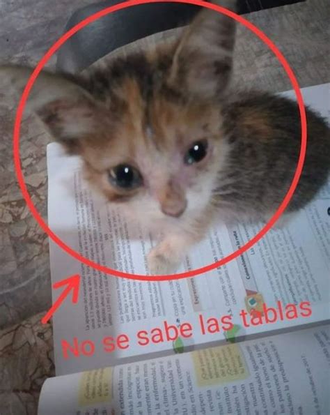 FOTOS DE MININO Fire Away Paris