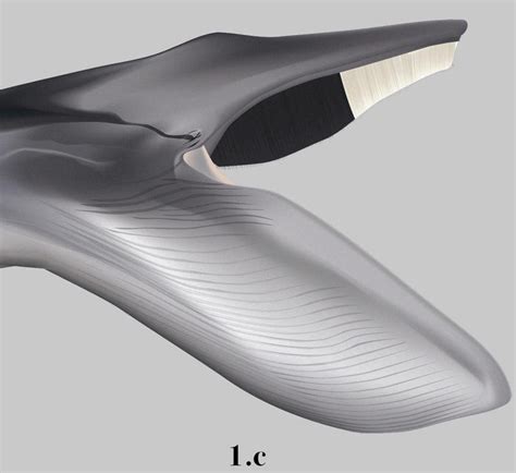Fin Whale Balaenoptera Physalus Antique Style Anatomy Poster Vintage
