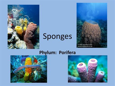 Ppt Sponges Powerpoint Presentation Free Download Id2017459