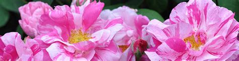 Rosa Gallica