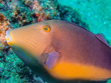 Orangeside Triggerfish Roh Dead Cots Predators And Cots Predators Of