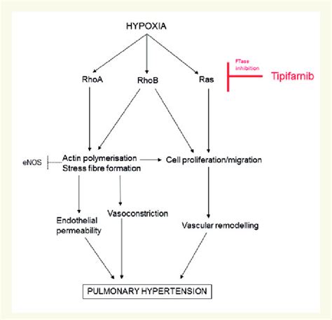 A Schematic Diagram Of The Proposed Signaling Pathway Download Scientific Diagram
