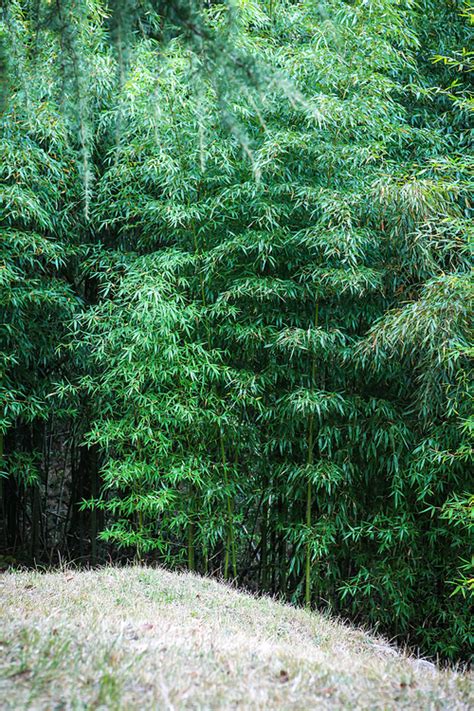 야외의 초록색 대나무 숲 풍경 유토이미지 상세페이지 베이직샵 사진 20087321