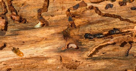 Effective Strategies For Termite Detection And Control Sweet Softies