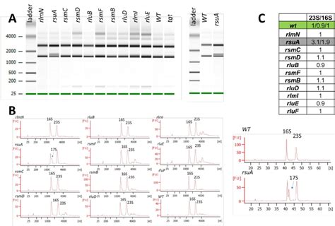 Figure S2 Effect Of Rrna Modification Gene Deletions On Detected Rrna Download Scientific