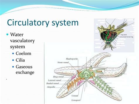Ppt Echinoderms Powerpoint Presentation Id 2018898